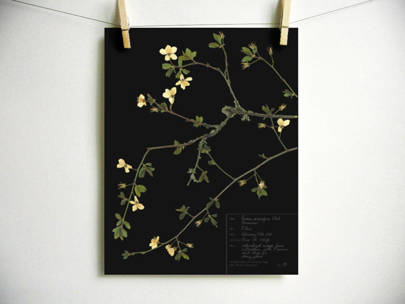 Cherry Plum Print; Pressed Tree Branch Spring Flowers Herbarium ...