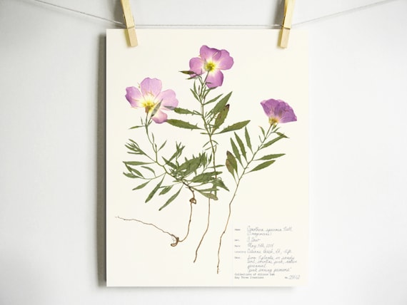 Primrose Print Pressed Flower Print Purple Nursery Décor | Etsy