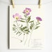 Azalea Print; Pressed Plant Art Modern Decor Botanical Print Pressed ...