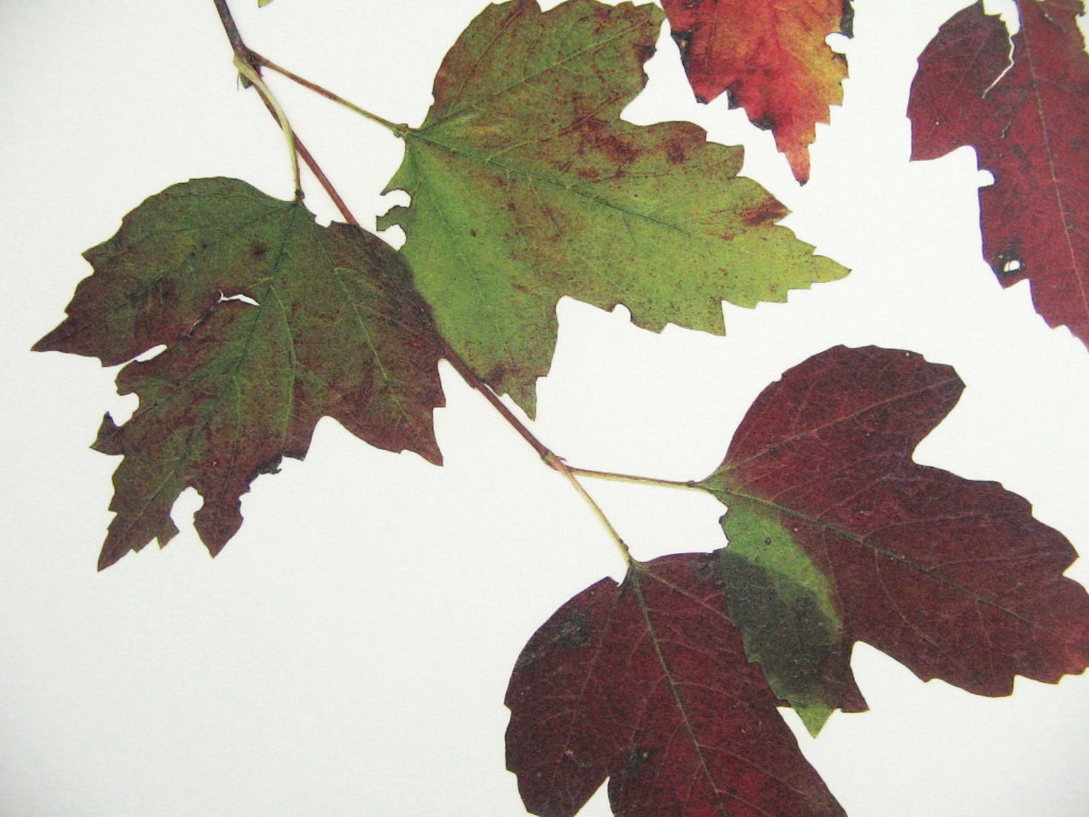 Douglas Maple Tree Print; Colorful Autumn Leaves Botanical Art Print ...