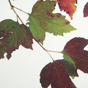 Douglas Maple Tree Print; Colorful Autumn Leaves Botanical Art Print ...
