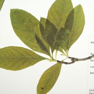 Indian Plum Tree Print Set of 2; Farmhouse Wall Art Pressed Leaf Art ...