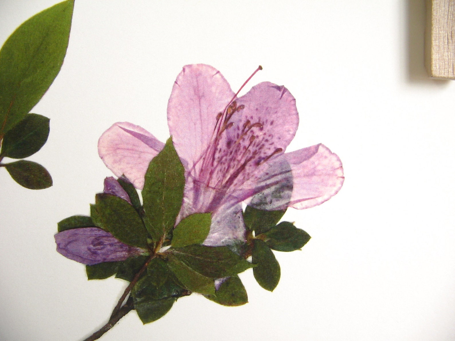 Azalea Print Pressed Flower Decor Pink and Green Wall Art | Etsy