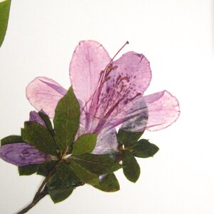 Azalea Print; Pressed Flower Decor Pink and Green Wall Art Southern ...