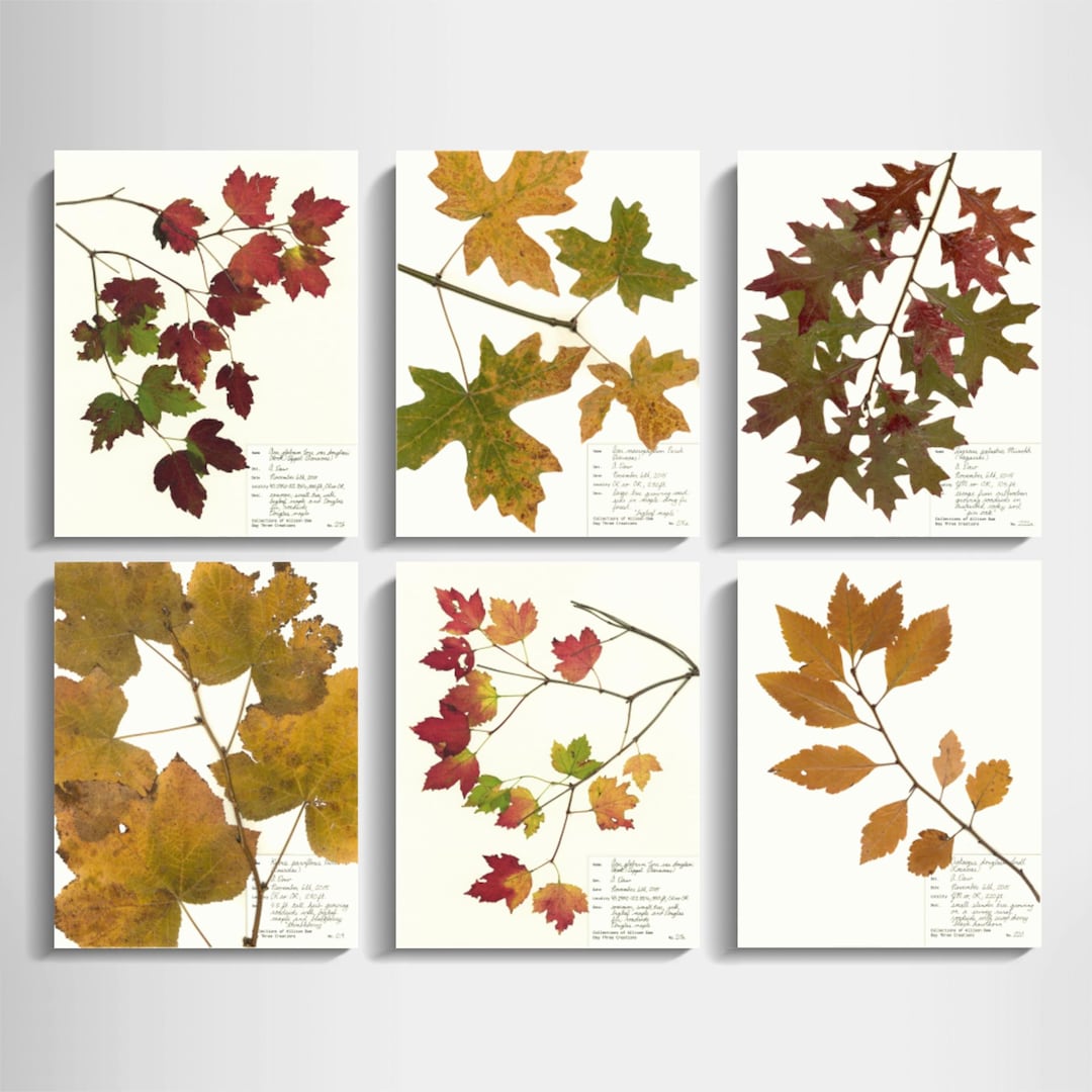 Fall Leaves Print Set; Fall Decor Thanksgiving Decor Set of 6 Prints ...