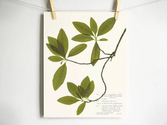 Indian Plum Tree Print Pressed Plant Art Botanical Print | Etsy