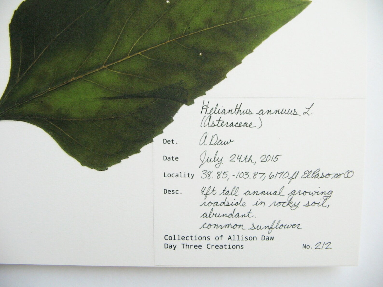 Sunflower Print; Pressed Sunflower Art Print of Original Herbarium ...