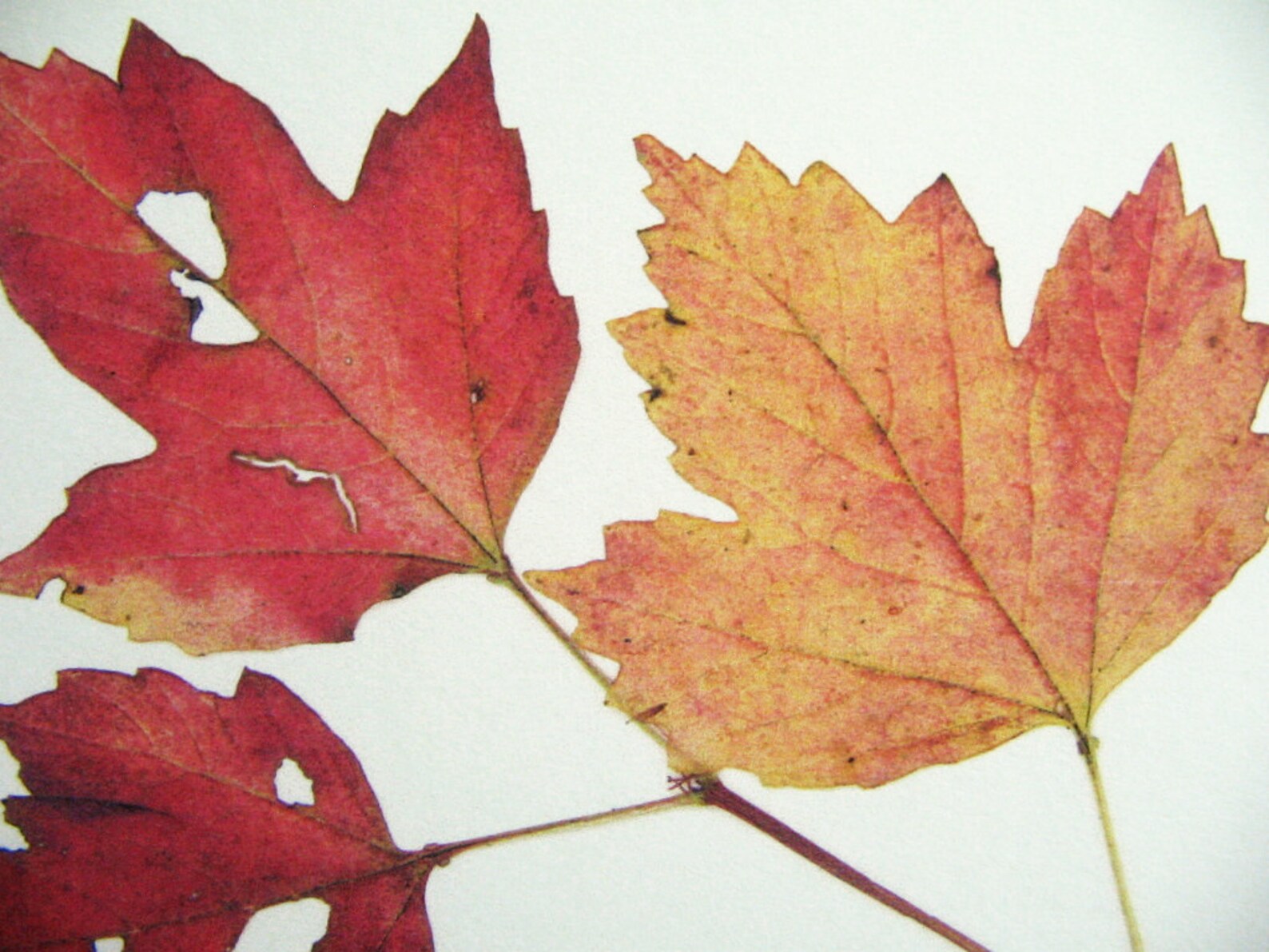 Fall Maple Leaves Print Set; Fall Decor Botanical Print Pressed Leaves ...