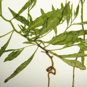 Primrose Print; Pressed Flower Print Purple Nursery Décor 11x14 Print ...