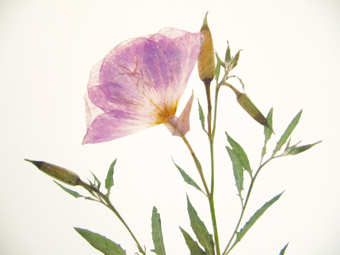 Evening Primrose Print; Purple Botanical Art Scientific Plant Art ...