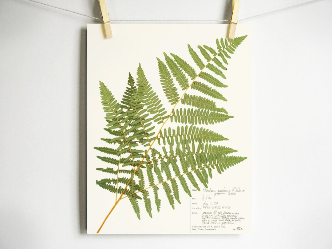 Bracken Fern Print; Pressed Fern Frond Botanical Print From Original ...