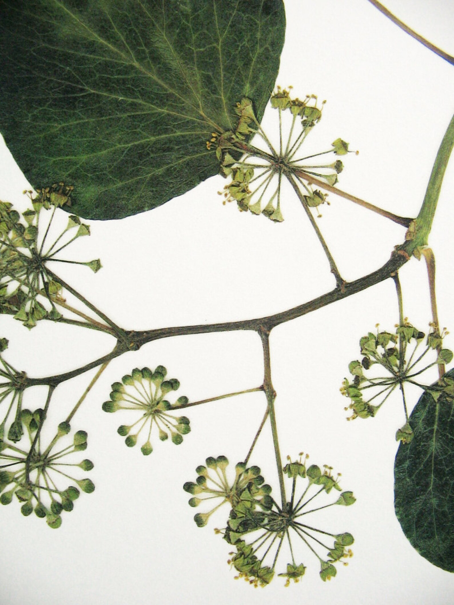 English Ivy Print Botanical Print of Original Art Leaves Art | Etsy