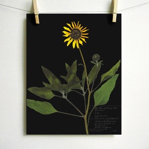 Prairie Sunflower Print; Pressed Sunflower Botanical Print Original ...