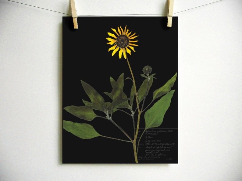 Prairie Sunflower Print Pressed Sunflower Botanical Print - Etsy