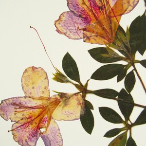 Azalea Print; Dried Flower Art Botanical Wall Art Pressed Flowers Art ...