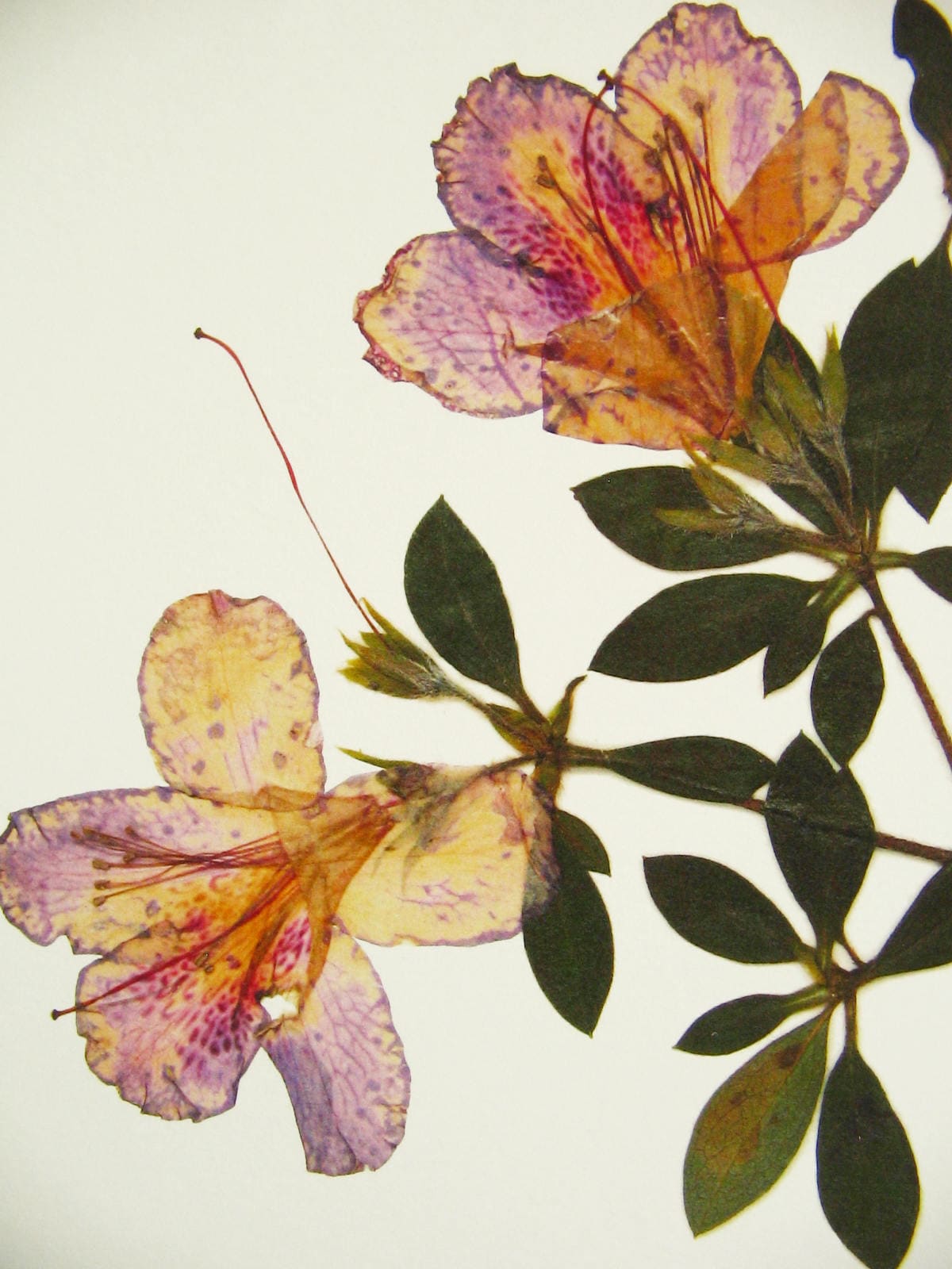 Azalea Print Dried Flower Art Botanical Wall Art Pressed | Etsy