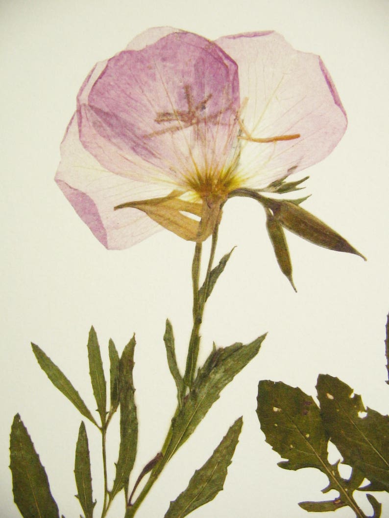Evening Primrose Print Plant Art Pressed Flower Print Floral - Etsy
