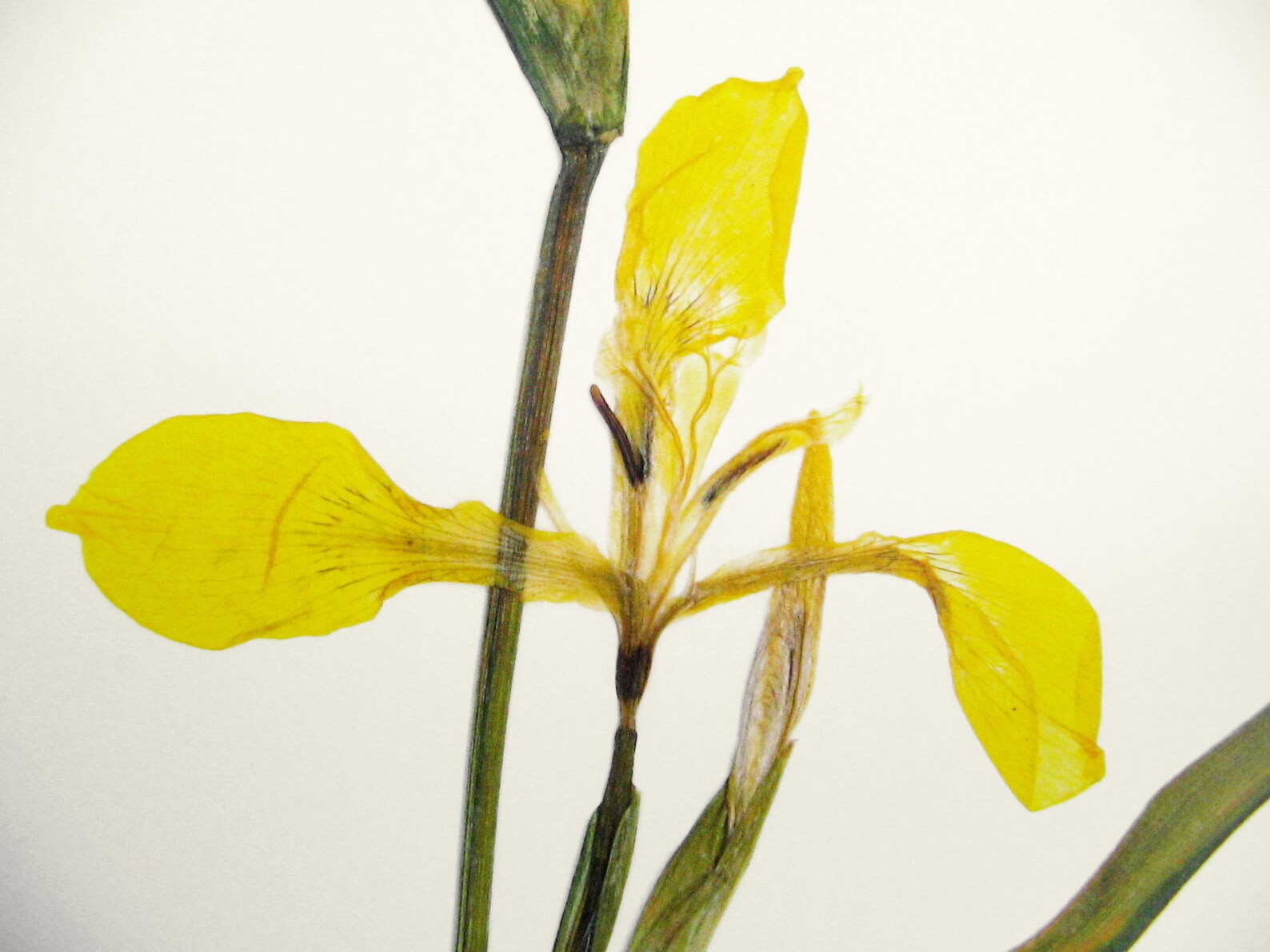 Yellow Iris Print Pressed Flower Herbarium Specimen Art Print - Etsy