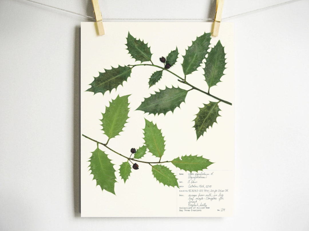 English Holly Print; Pressed Holly Botanical Print of Original ...