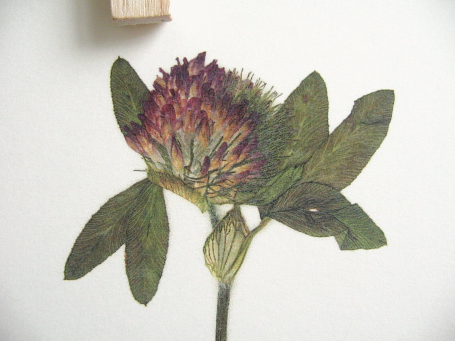 Red Clover Print Print of Original Herbarium Specimen Pressed - Etsy