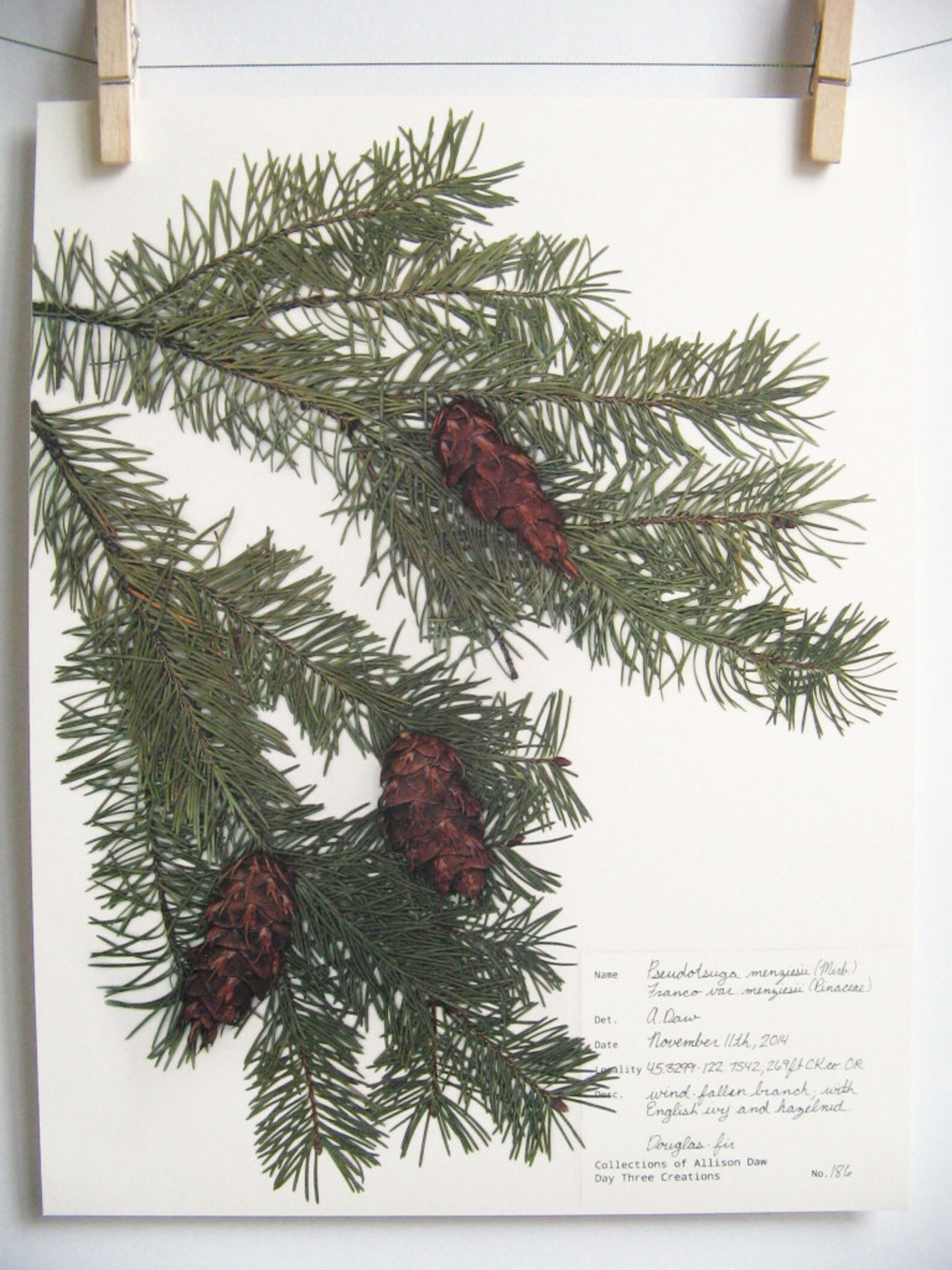 Douglas Fir Print Set Christmas Decor Pressed Plant Print - Etsy
