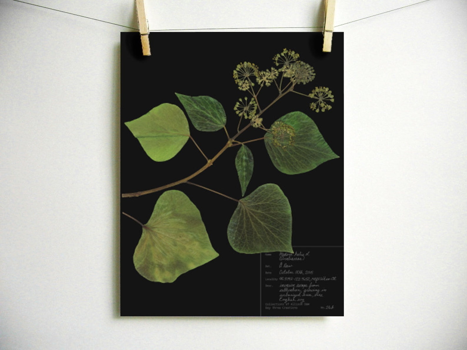 English Ivy Botanical Print Print of Original Herbarium | Etsy