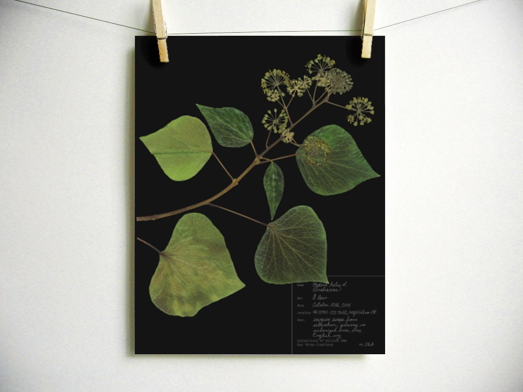 English Ivy Botanical Print; Print of Original, Herbarium Specimen ...