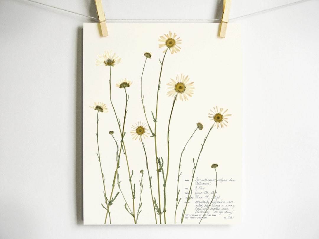 Daisy Print; White Farmhouse Décor White Daisy Art Summer Home Decor ...