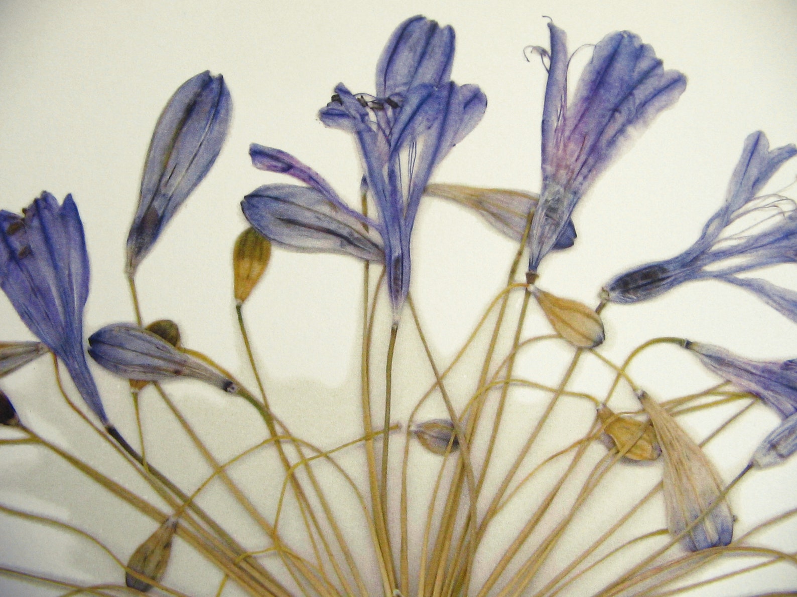 Agapanthus Print Set of 2 purple flower art pressed plant | Etsy