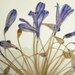 Agapanthus Print Set of 2 Purple Flower Art Pressed Plant Décor ...
