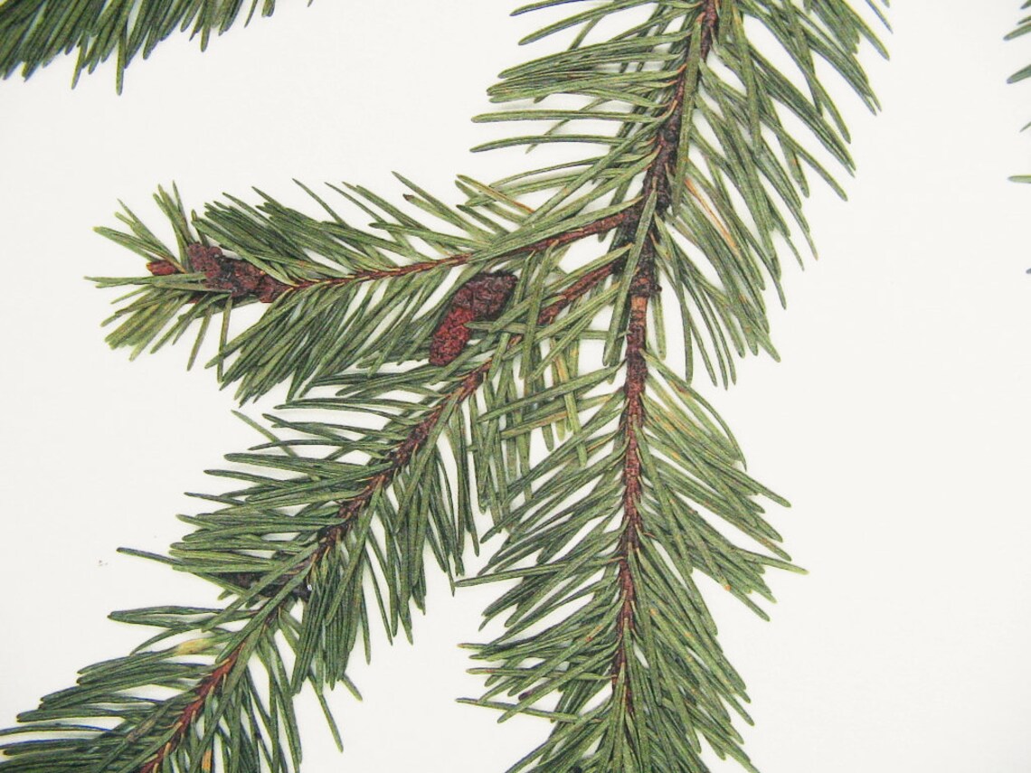 Douglas Fir Print Set Christmas Decor Pressed Plant Print | Etsy