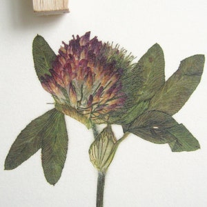 Print Set of Red Clover Pressed Botanicals, Original Herbarium Specimen ...