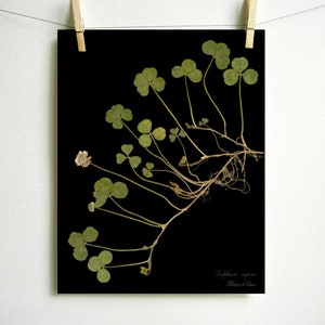 Double Four Leaf Clover Print; Pressed Clover Herbarium Print of Rare ...