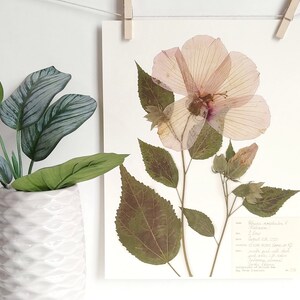 Hibiscus Print Pressed Flower Print Pink Wildflower Art for - Etsy