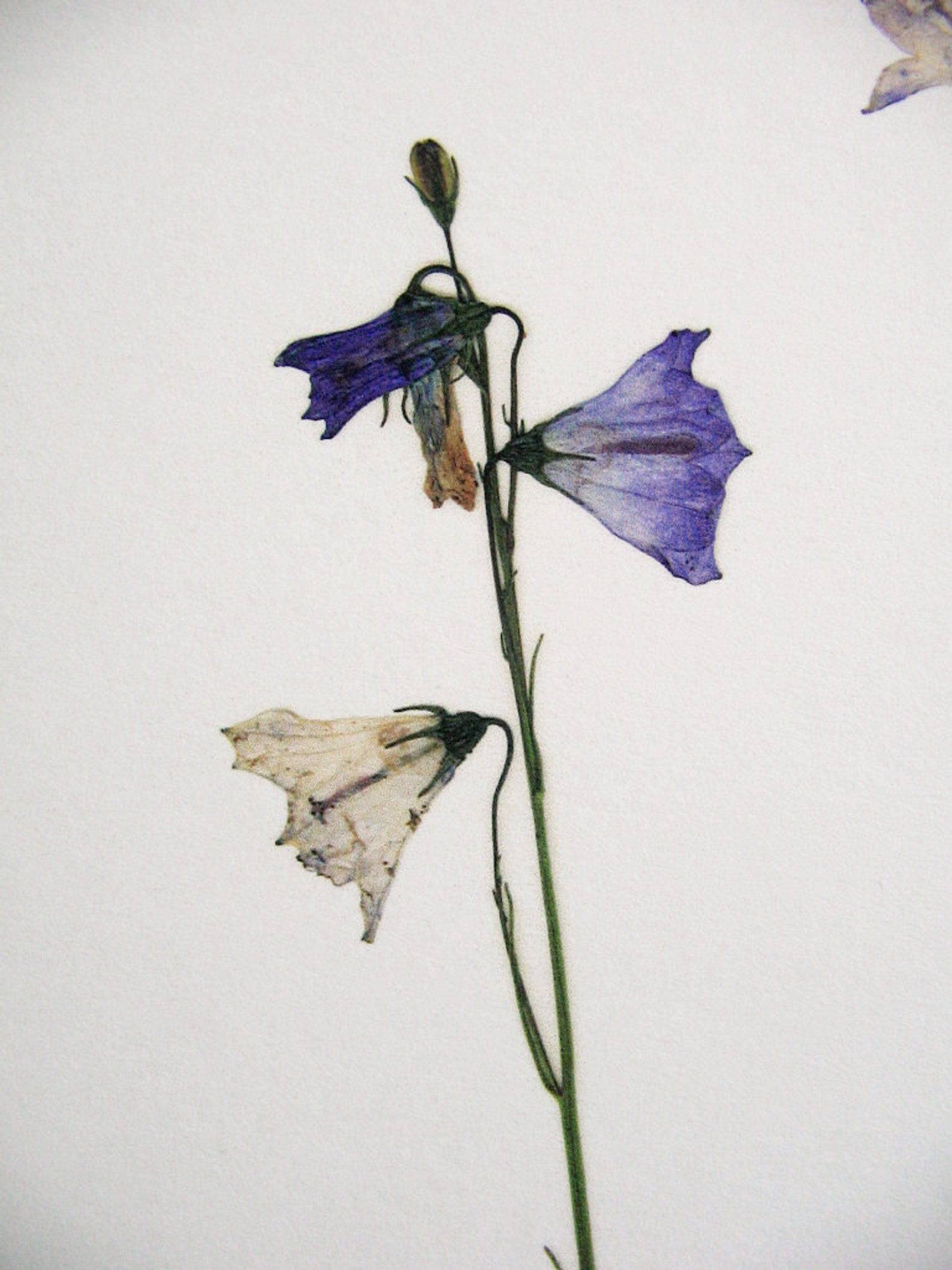 Scottish Bluebell Print Set; Colorado Wildflower Prints Botanical Print ...