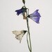 Scottish Bluebell Print Set; Colorado Wildflower Prints Botanical Print ...