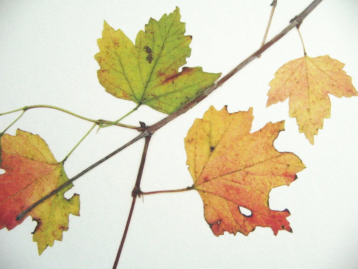 Douglas Maple Print; Pressed Leaves Art Print Colorful Autumn Leaves ...