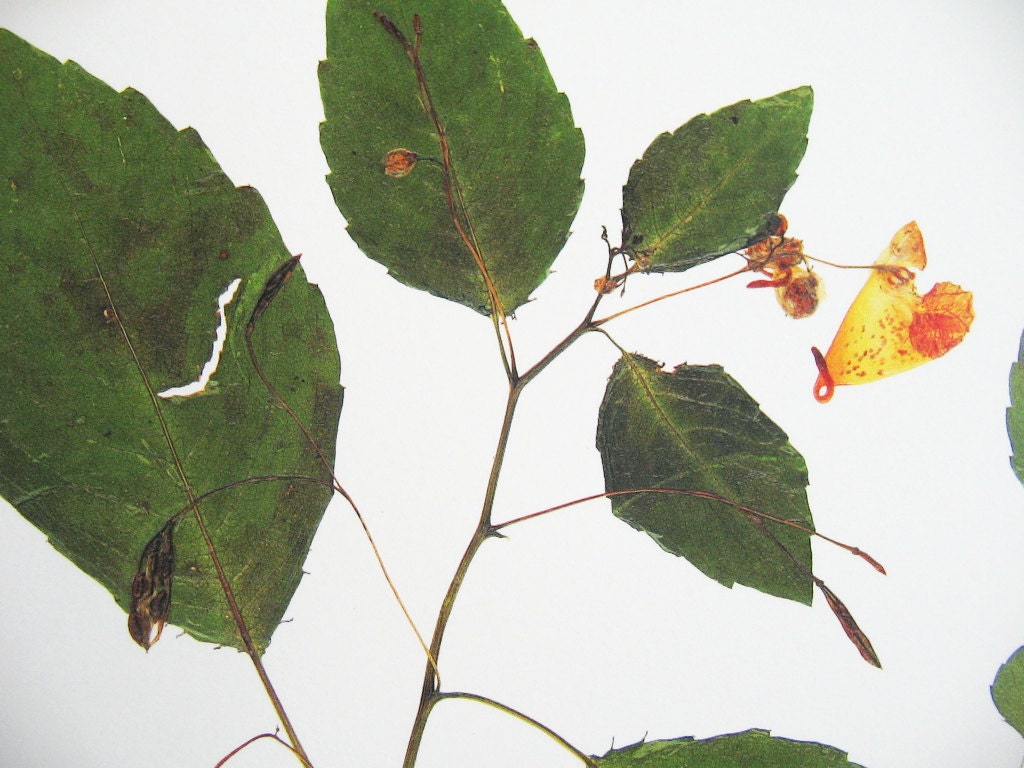 Botanical Print of Jewelweed, Print of Original Herbarium Specimen ...
