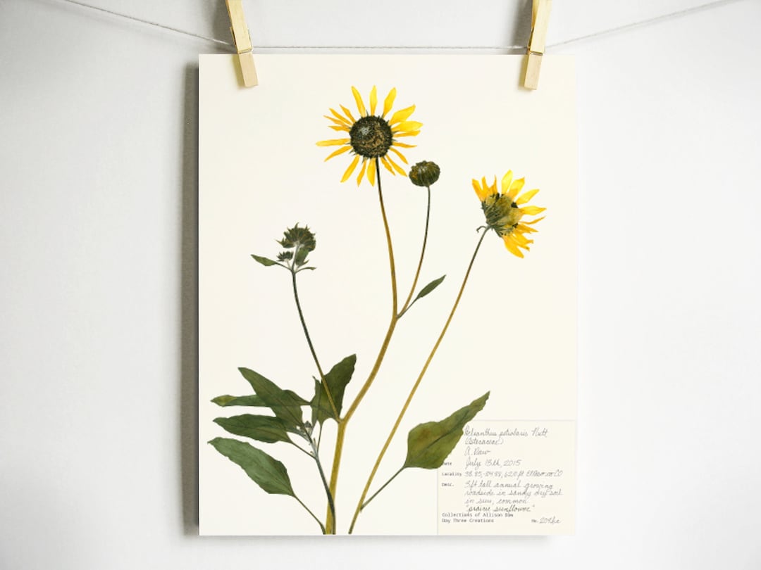Prairie Sunflower Print; Pressed Botanical of Colorado Wildflower ...