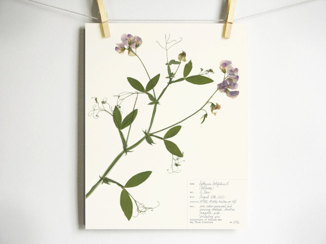 Everlasting Pea Print; Pressed Plant Print Wildflower Art Summer Décor ...