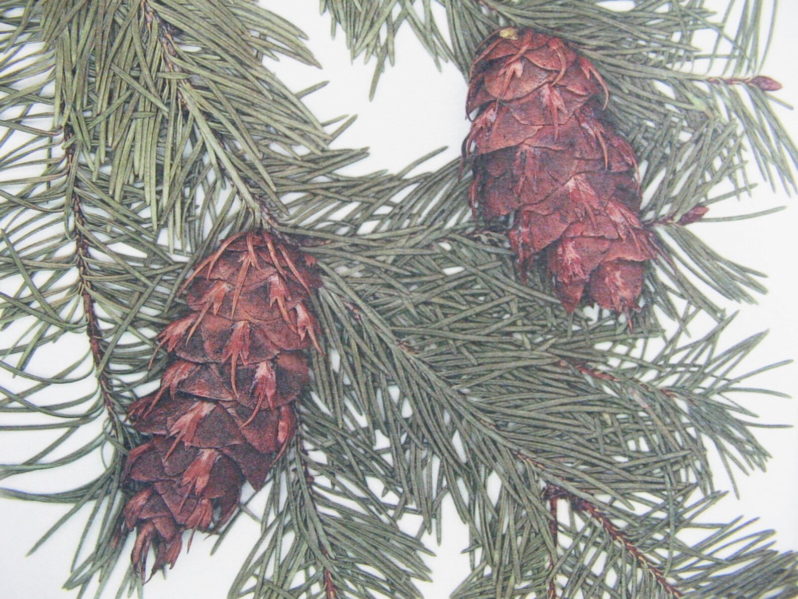 Douglas Fir Print Set Christmas Decor Pressed Plant Print - Etsy