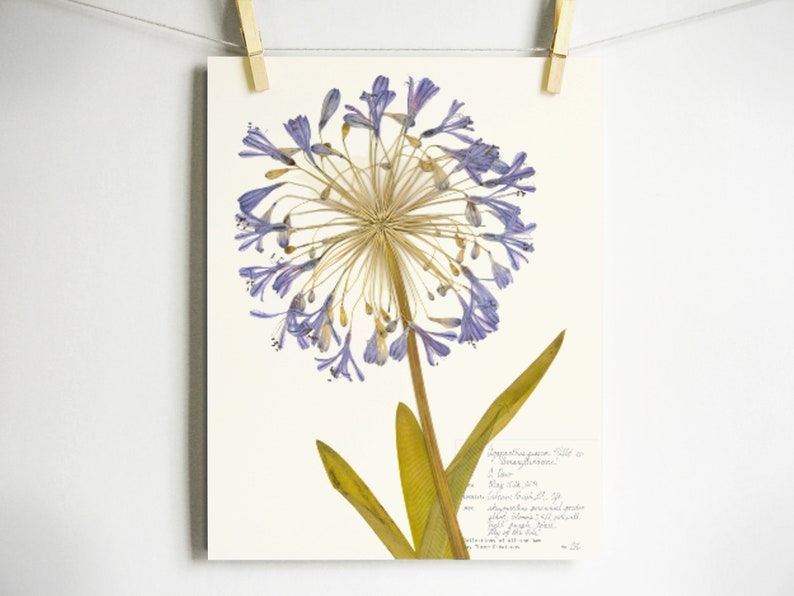 Agapanthus Print Pressed Flower Print of Original Herbarium | Etsy