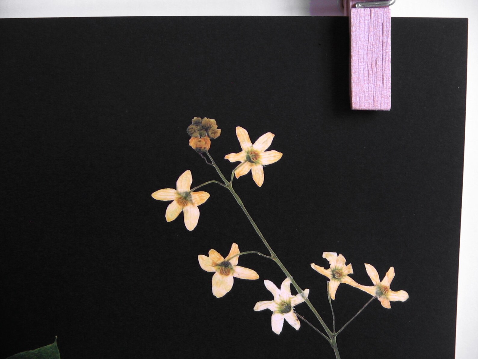 Black Background Botanical Print Set of 6 Dark Botanicals - Etsy