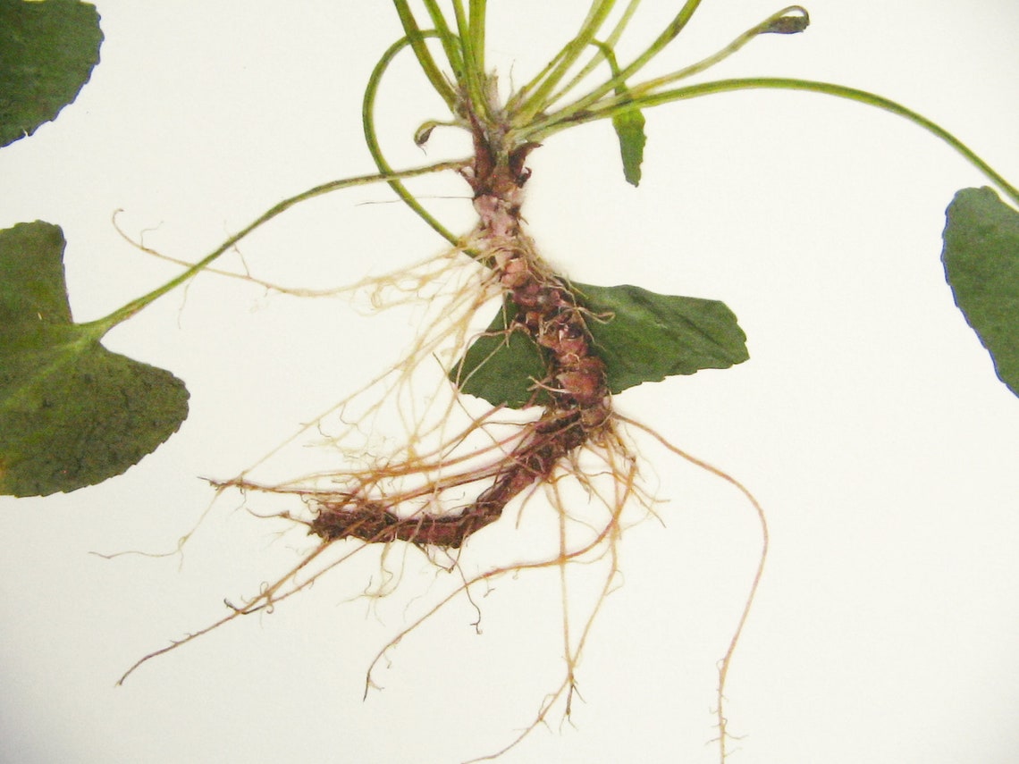 Violet Flower Print Mother Gift for Gardener Plant With Root - Etsy