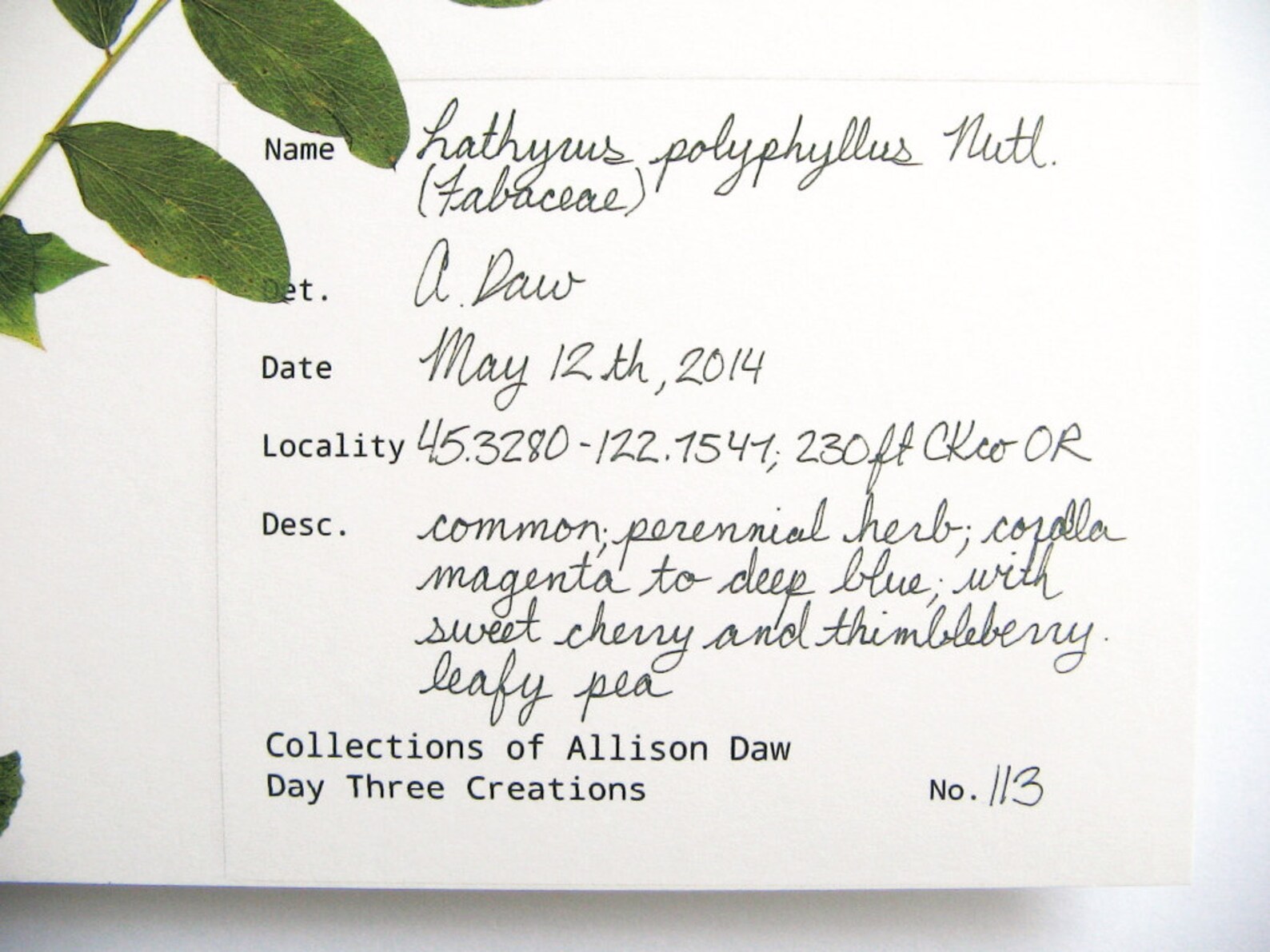 Leafy Pea Print; Pressed Leaves Plant Art 8x10 Kitchen Print Wildflower ...