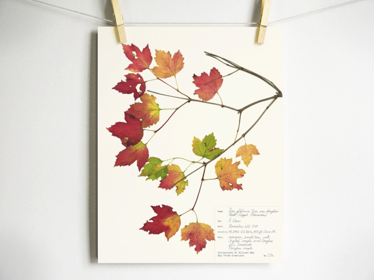Douglas Maple Print; Pressed Leaves Art Print Colorful Autumn Leaves ...