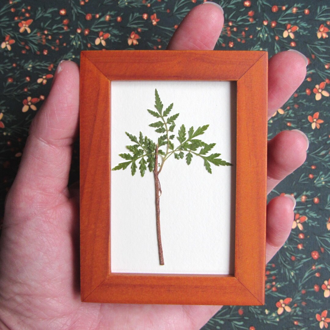 Miniature Pressed Tree Original Artwork 2x3 Inches With Optional Frame ...