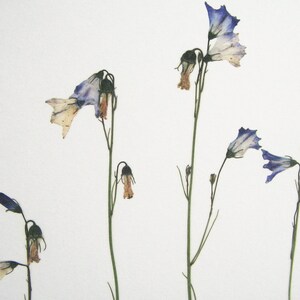 Scottish Bluebell Print Set; Colorado Wildflower Prints Botanical Print ...