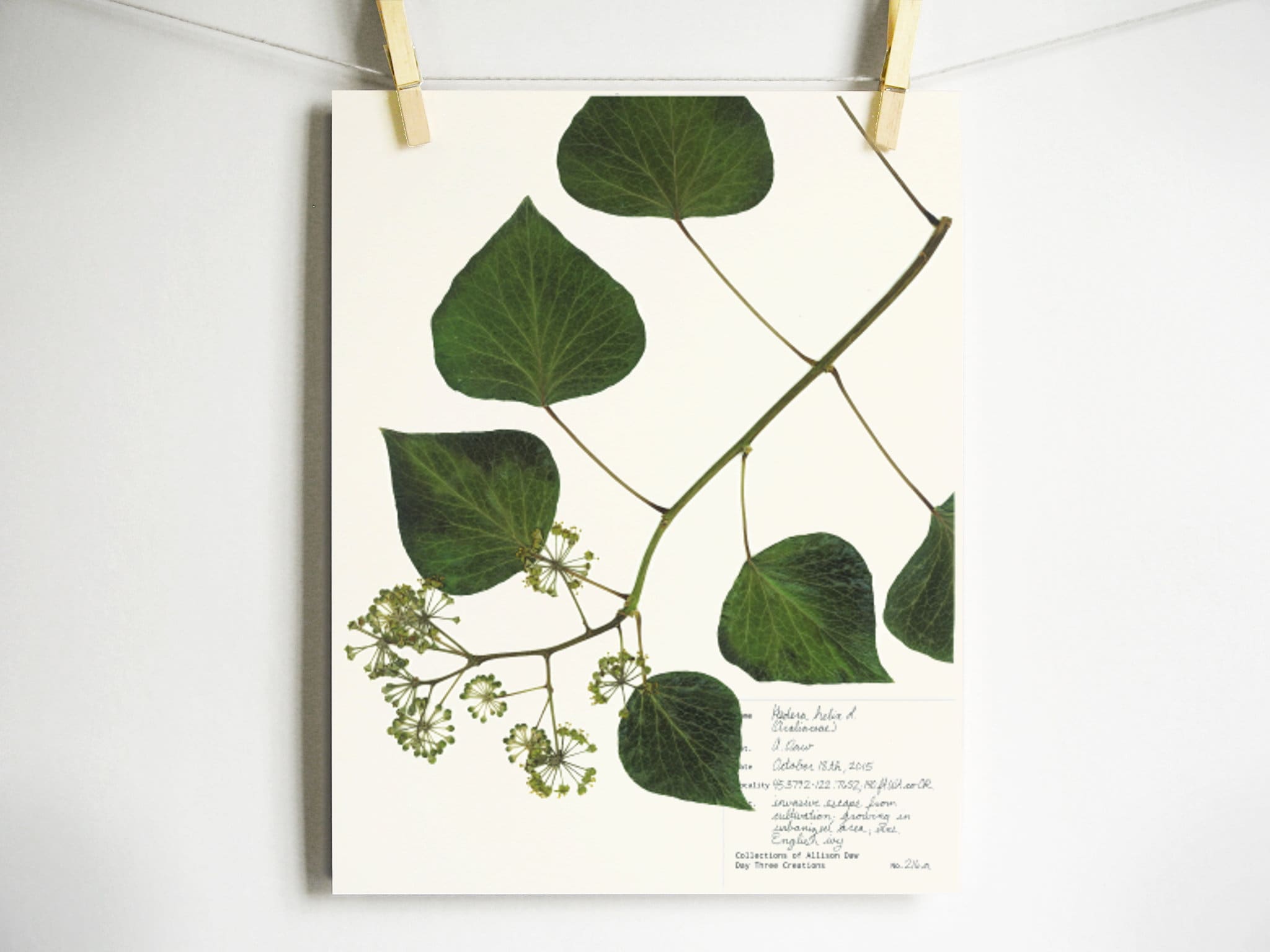 English Ivy Print Botanical Print of Original Art Leaves Art - Etsy