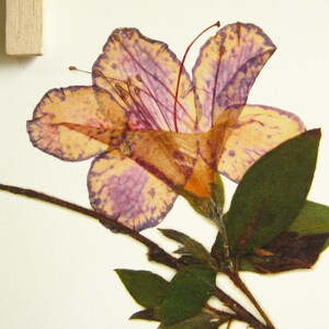 Azalea Print; Dried Flower Art Botanical Wall Art Pressed Flowers Art ...
